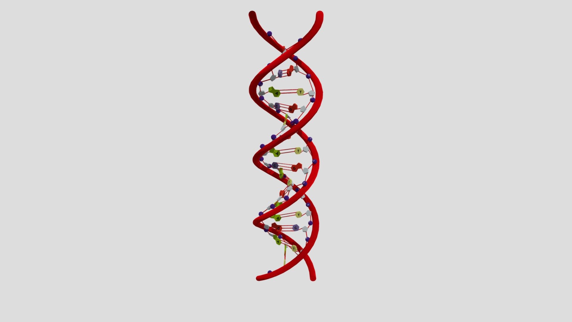ADN - Download Free 3D model by admin09 [8a5eb12] - Sketchfab