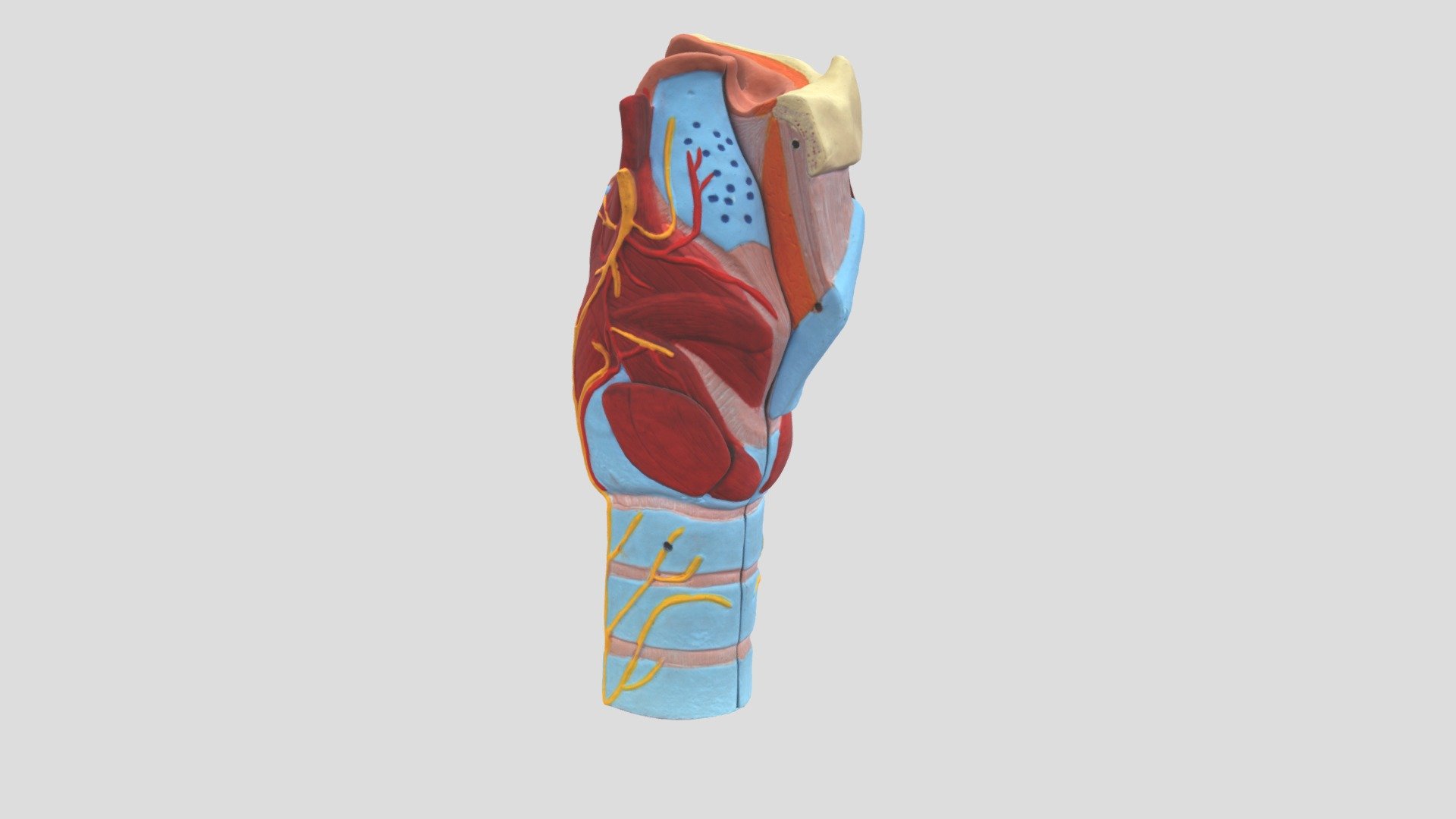 Larynx model: muscles, vessels, nerves - 3D model by tomjan [8a6bf35 ...
