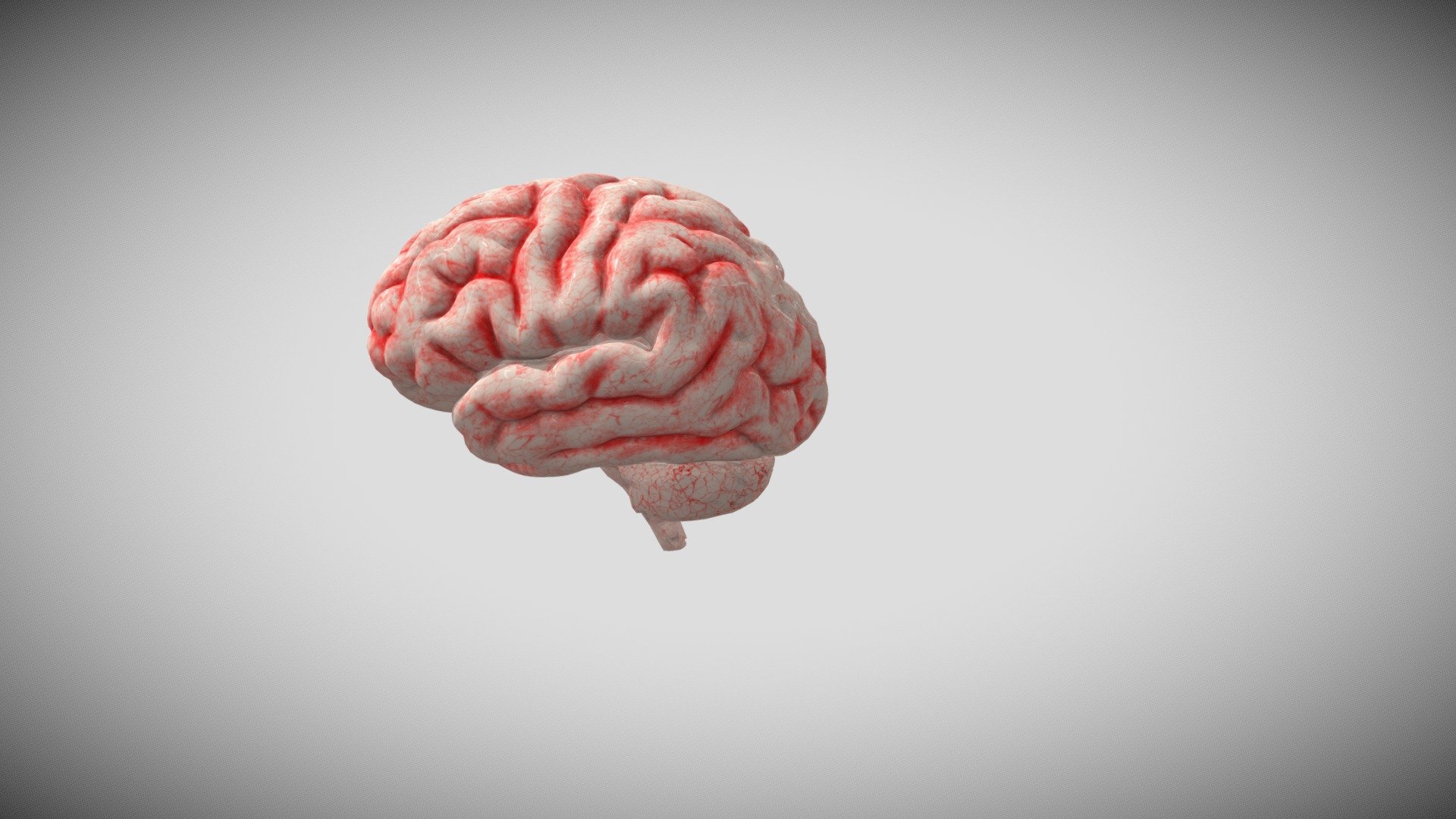 Brain - 3D model by ayatadev [8a6d926] - Sketchfab