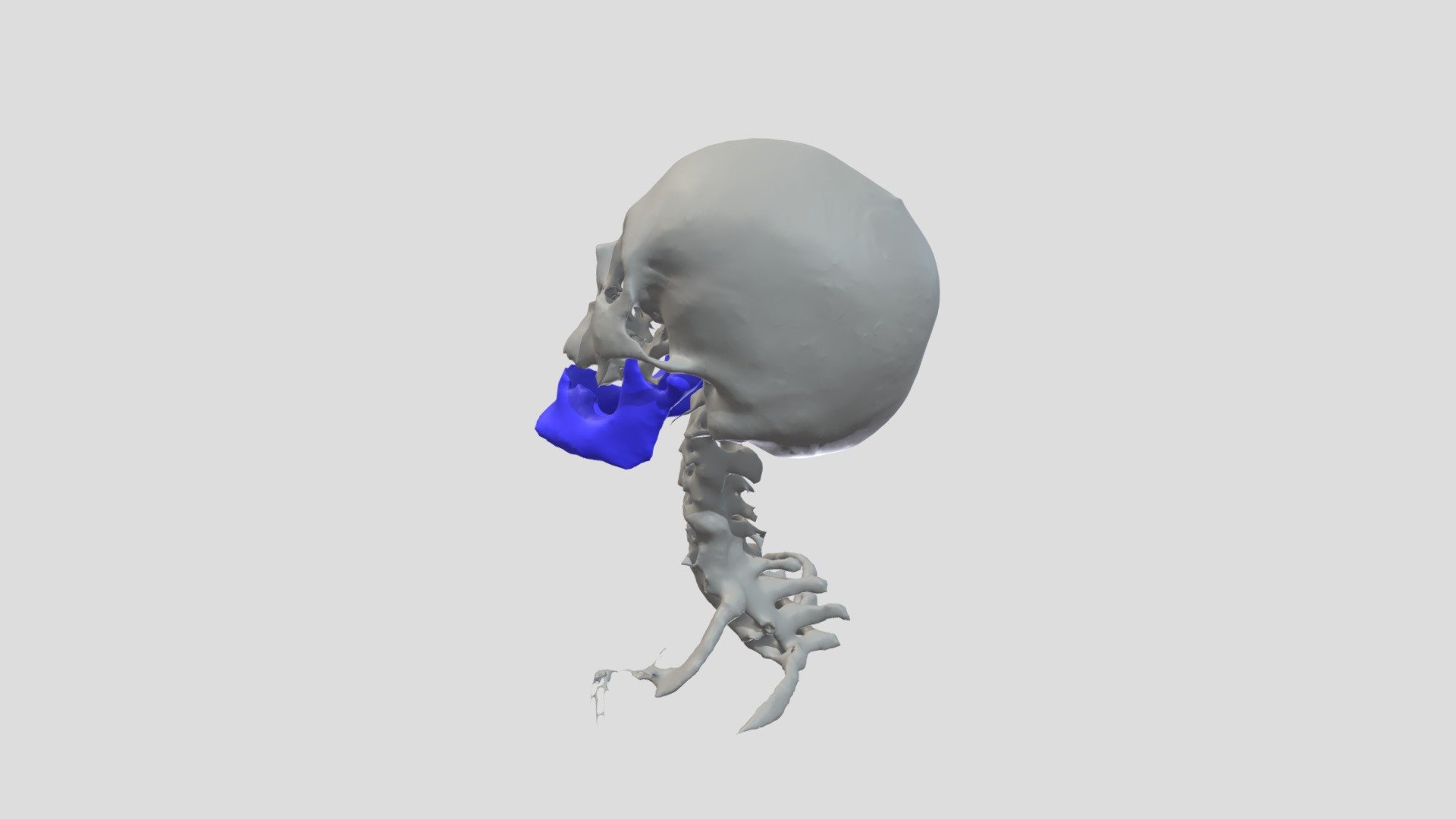 8931 Male: Mandible and Skull Segmentation - 3D model by scotlog ...