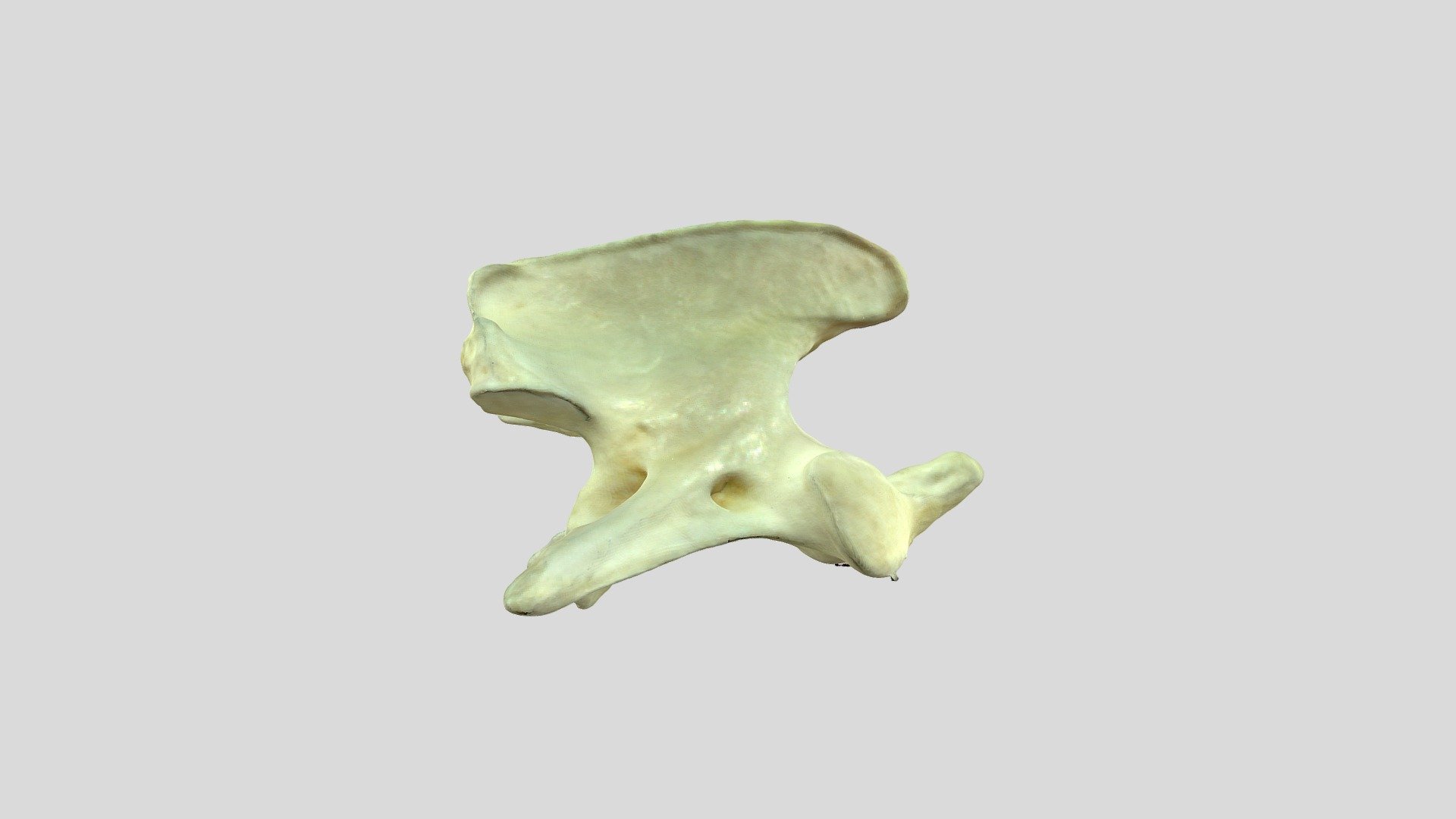 Dog Axis - Annotated - 3D model by rvcanatomy [8a739d5] - Sketchfab