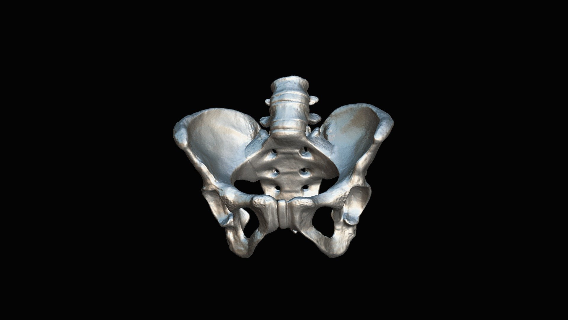 Human Pelvis - Download Free 3D model by thunk3d.scanner [8a76ef7 ...