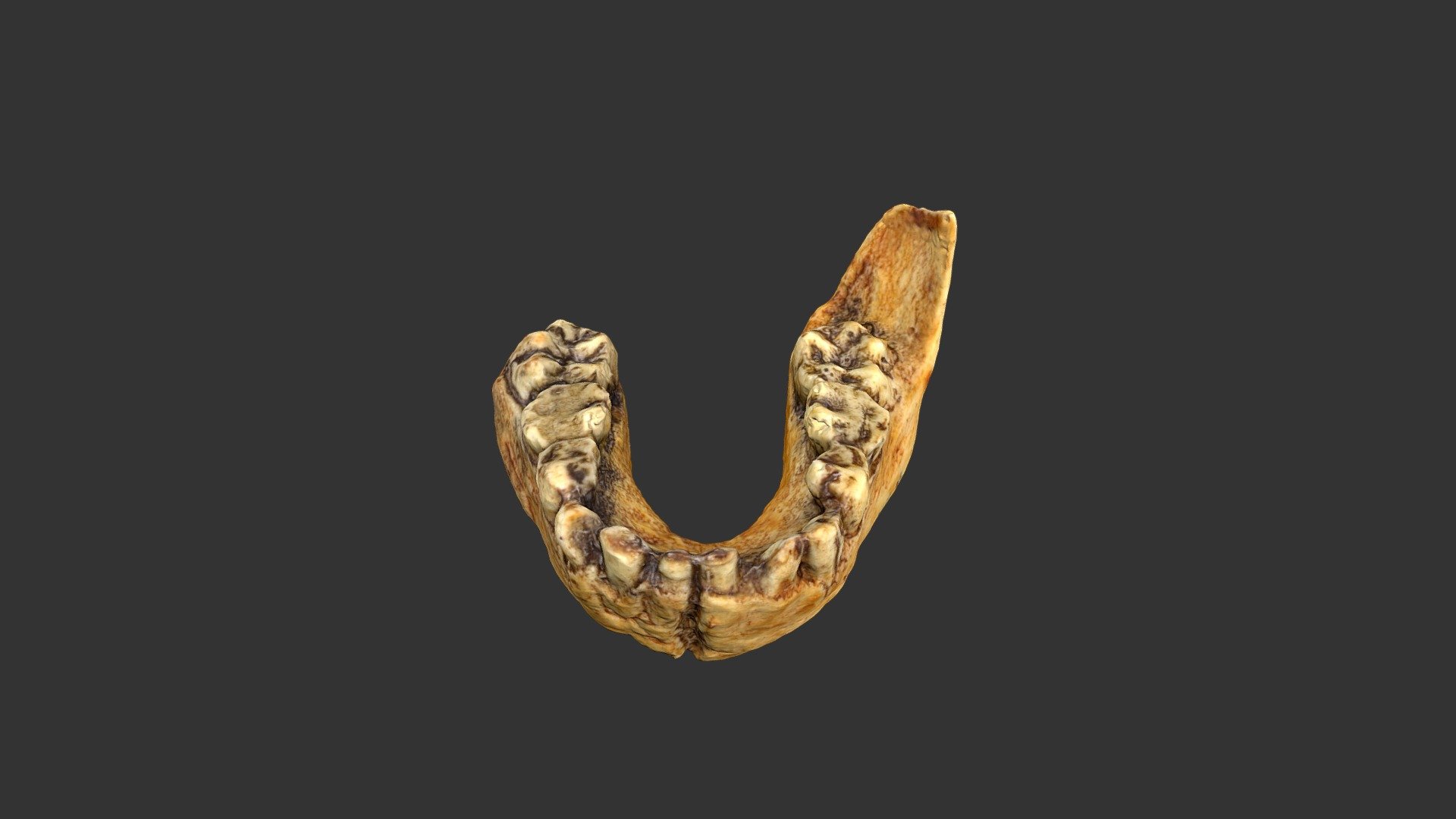 Australopithecus africanus (Taung)(2501.1rp11-3) - Download Free 3D ...