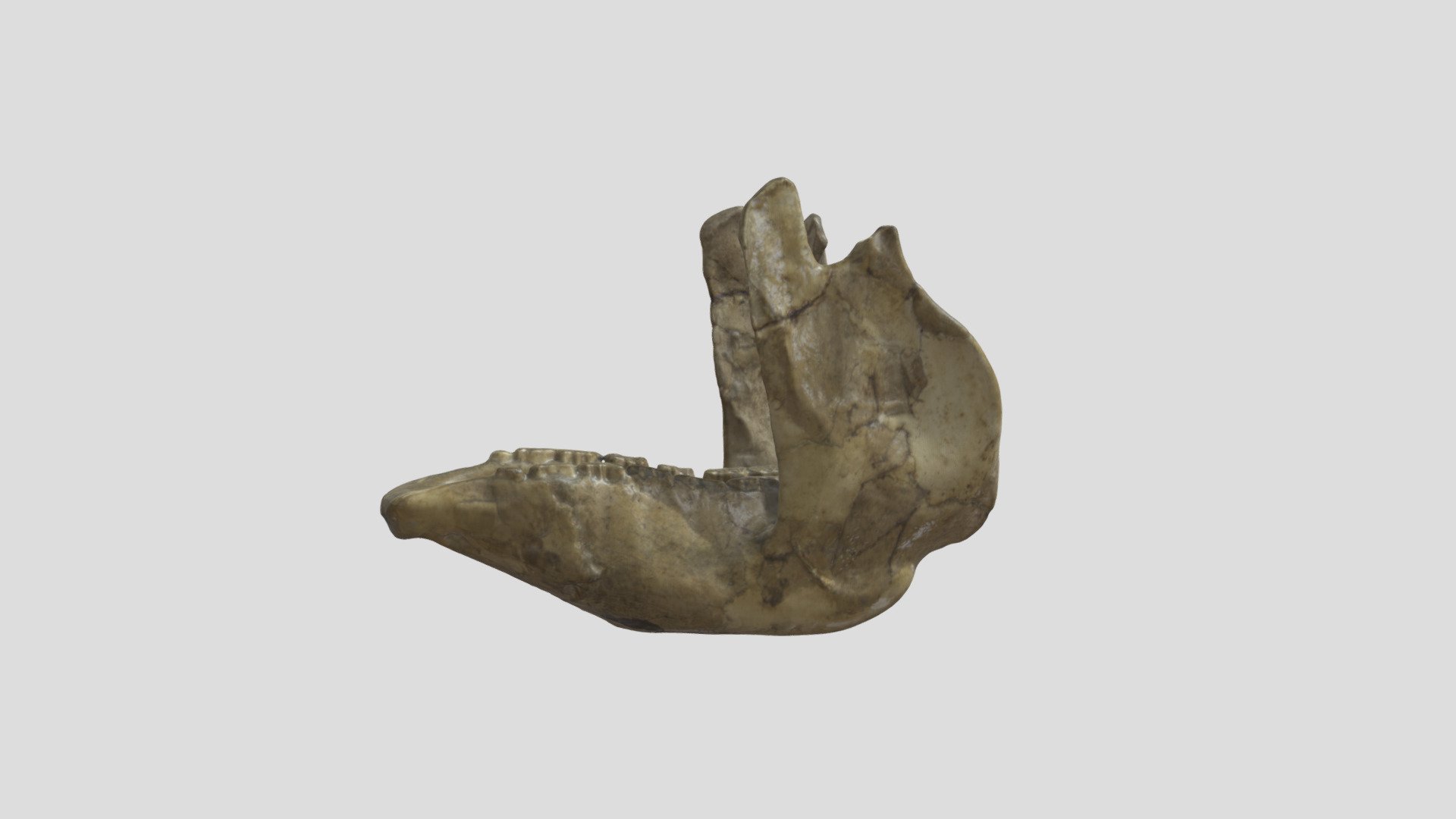 Glyptodont dentary (Hoplophorus ornatus) - 3D model by Palaeontological ...
