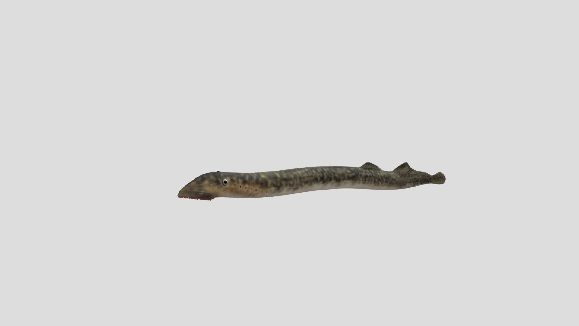 Sea lamprey - Download Free 3D model by Alain Sorazu (@alainsorazu ...