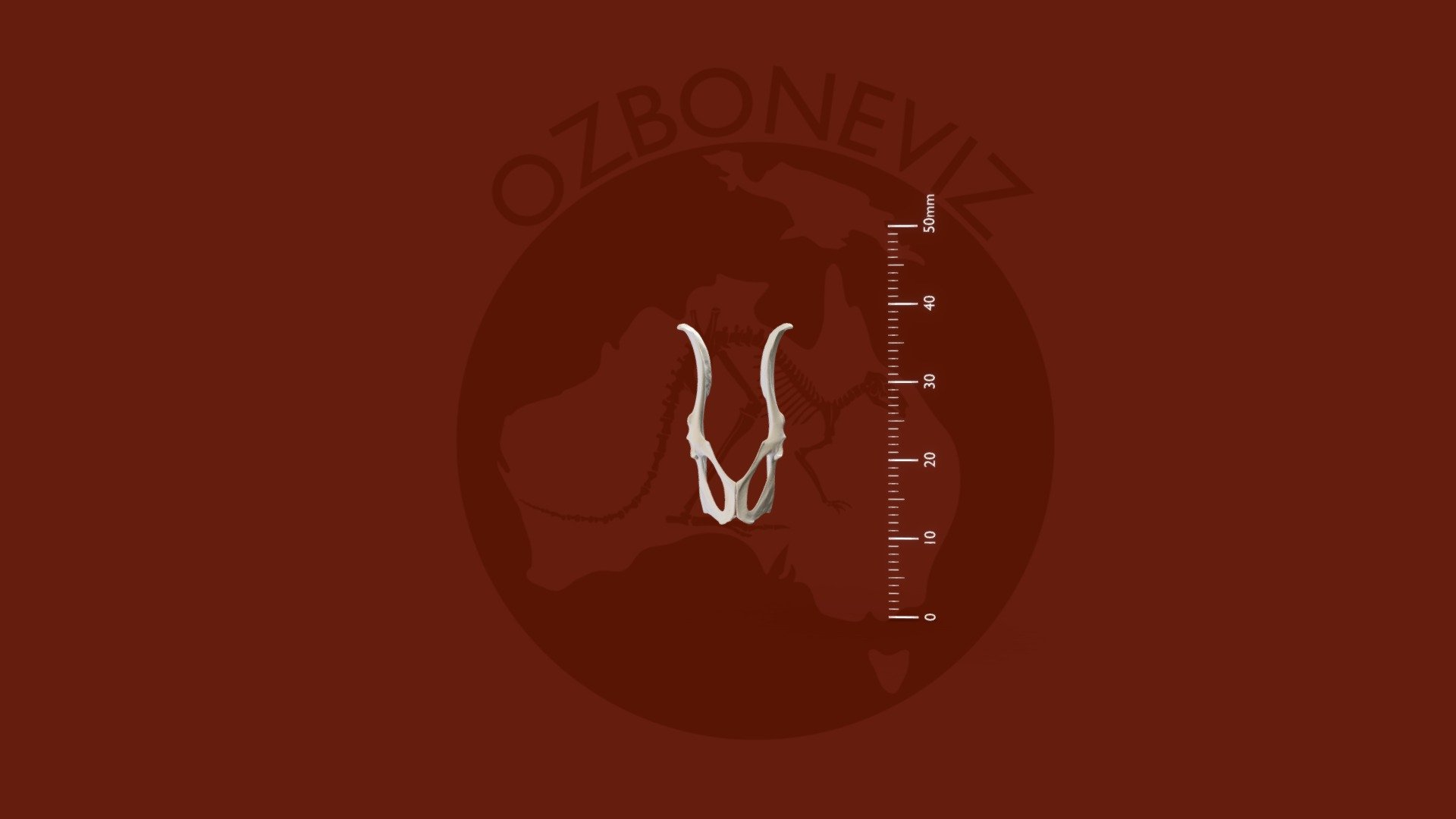 Mitchell's hopping mouse pelvis - 3D model by Ozboneviz [8a84322 ...