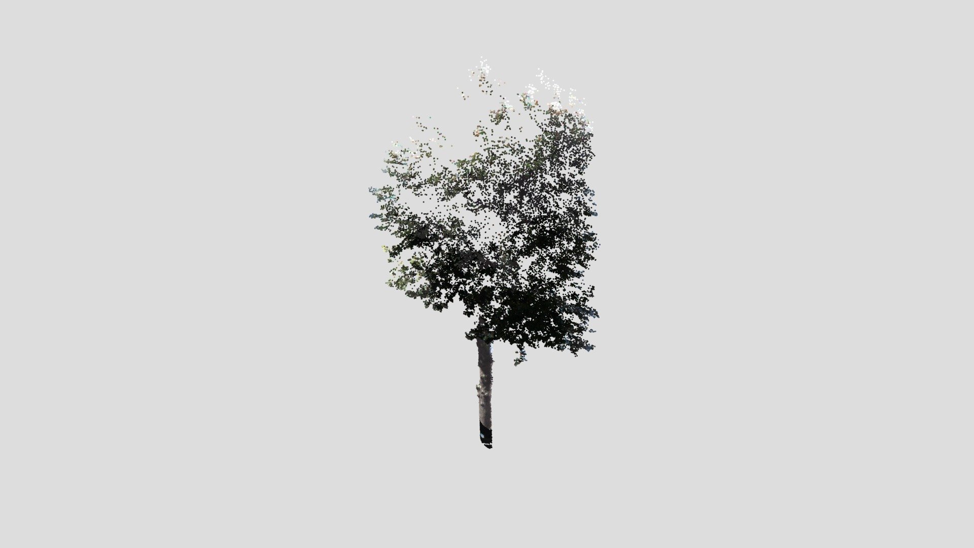 tree1-pointcloud - 3D model by Nodai_Kunii_Lab (@mmsroadsidetree) [8a8b04a] - Sketchfab