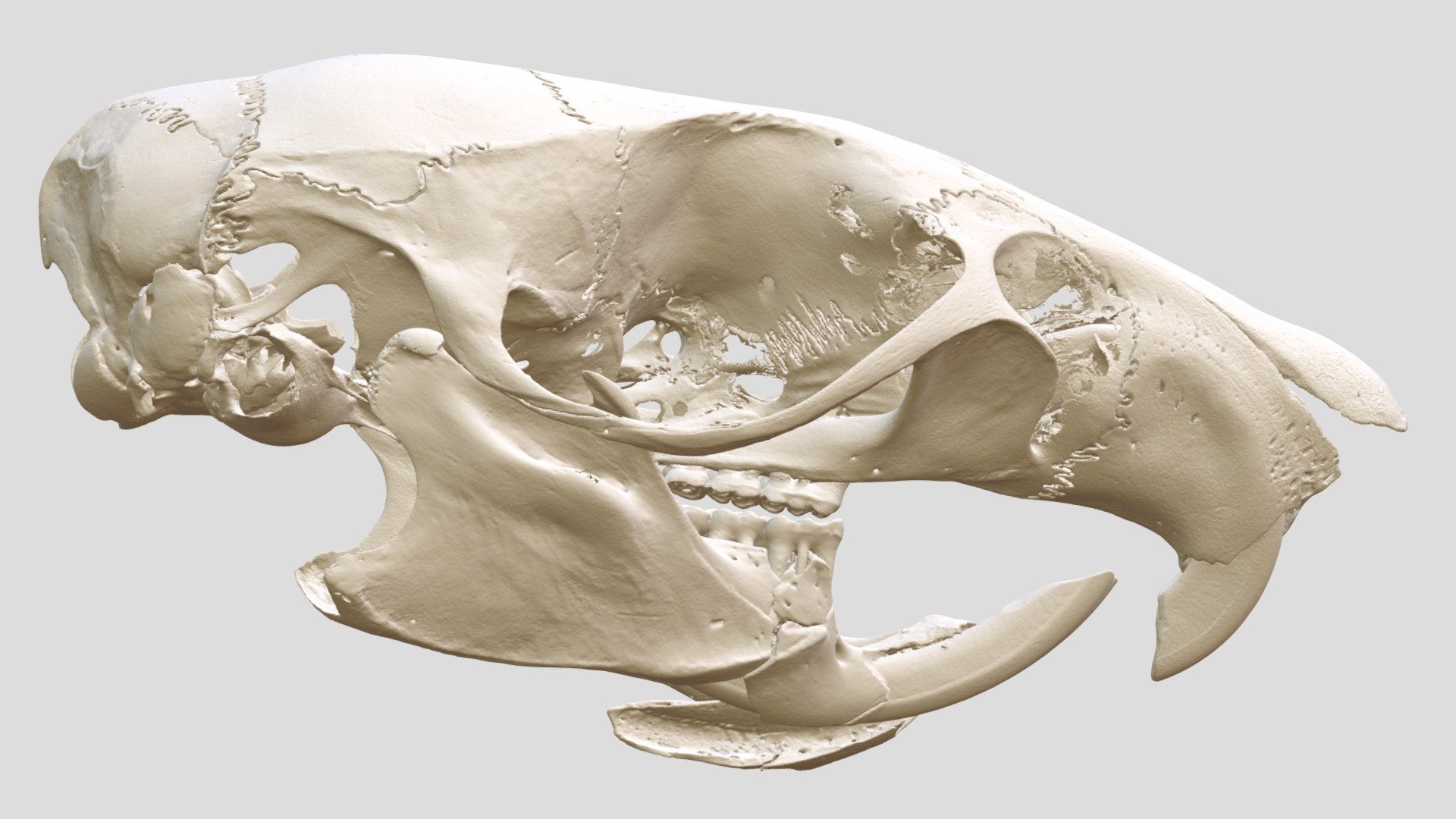 Oryzomys couesi (MSB:Mamm:55650) - 3D model by Biodiversity [8a90fa2 ...
