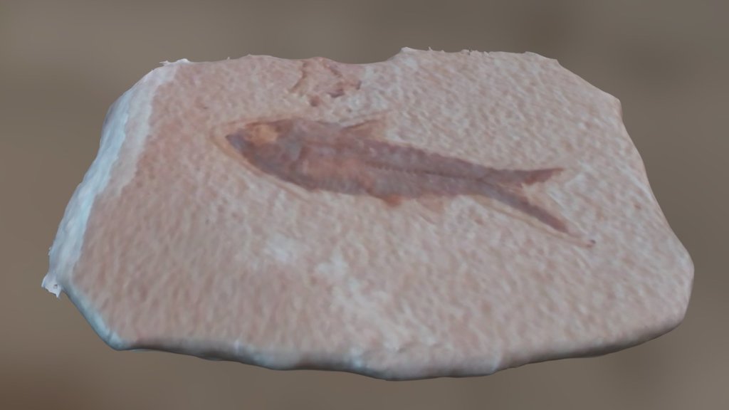 fish fossil - 3D model by robstoll [8a914ef] - Sketchfab