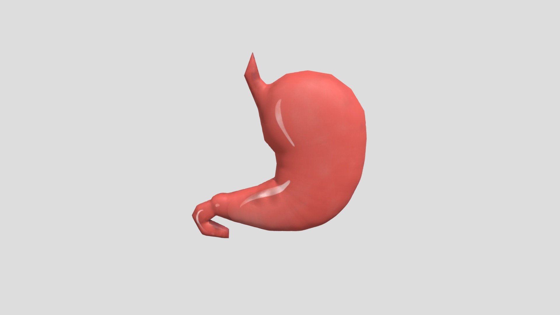 lambung - 3D model by kiranacitha [8a91515] - Sketchfab