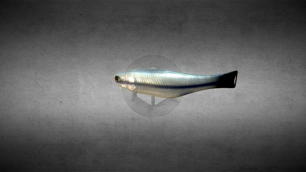 Peltopleurus splendens - 3D model by Nicolauser [8a98d1e] - Sketchfab