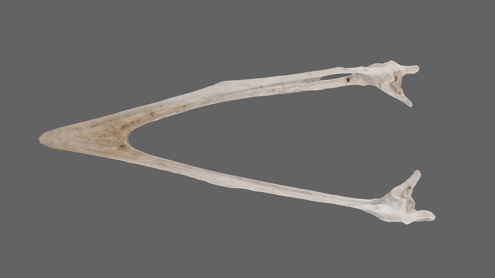 Turdus iliacus B - 3D model by VirNat [8aa14b4] - Sketchfab