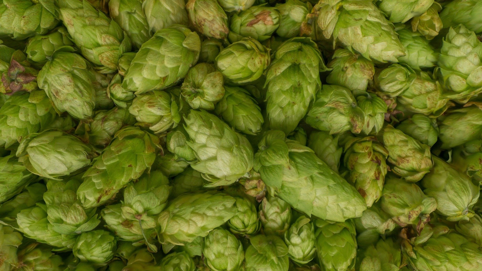 Homegrown cascade hops - Buy Royalty Free 3D model by yelizegi ...
