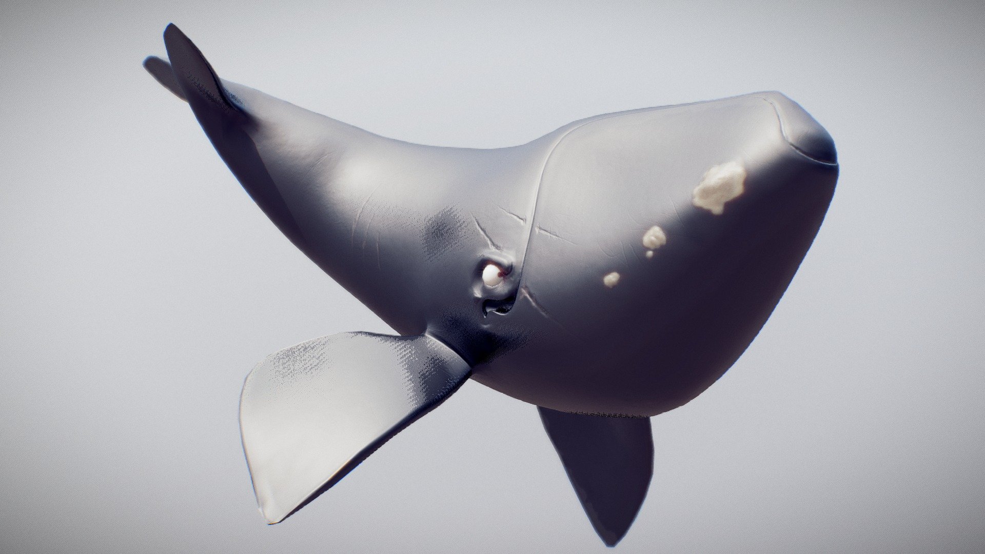 Right Whale (stylized) (School Project) - 3D model by Ole Gunnar Isager ...