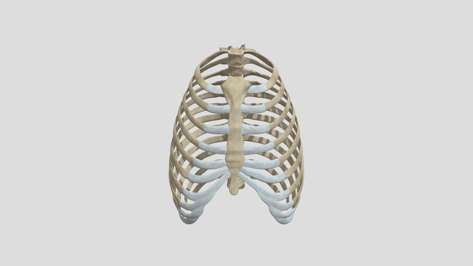 Tulang Dada dan Rusuk Manusia - 3D model by rosyidahaulia23 [8aad7e2 ...