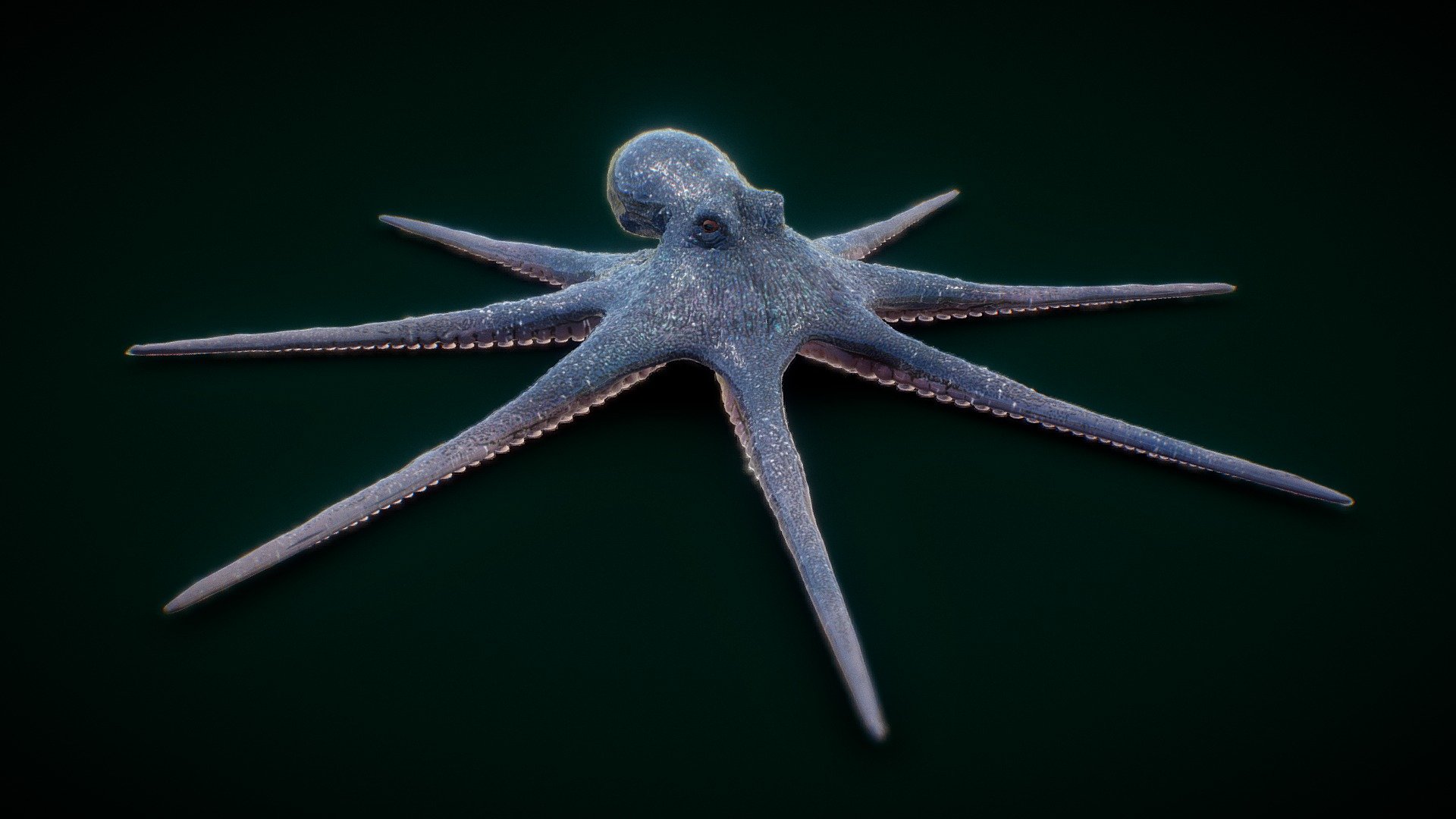 OCTOPUS by CMW - Buy Royalty Free 3D model by CMW (@CMWCREATIVE ...