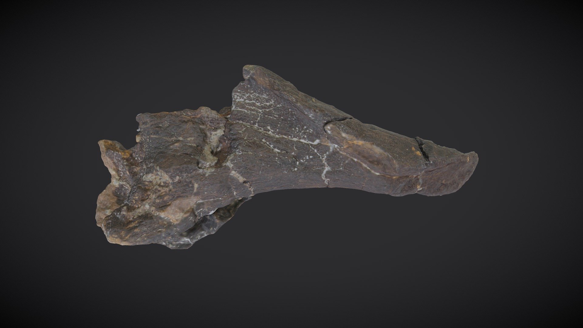 T-Rex 'Titus' Bone 24 - 3D model by ThinkSee3D [8ab0e30] - Sketchfab