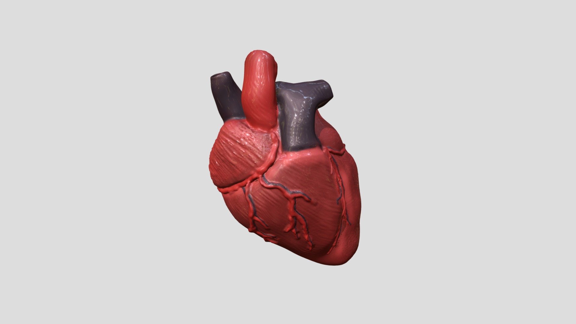 Anatomical Heart - 3D model by ryanberardi [8ab3d53] - Sketchfab
