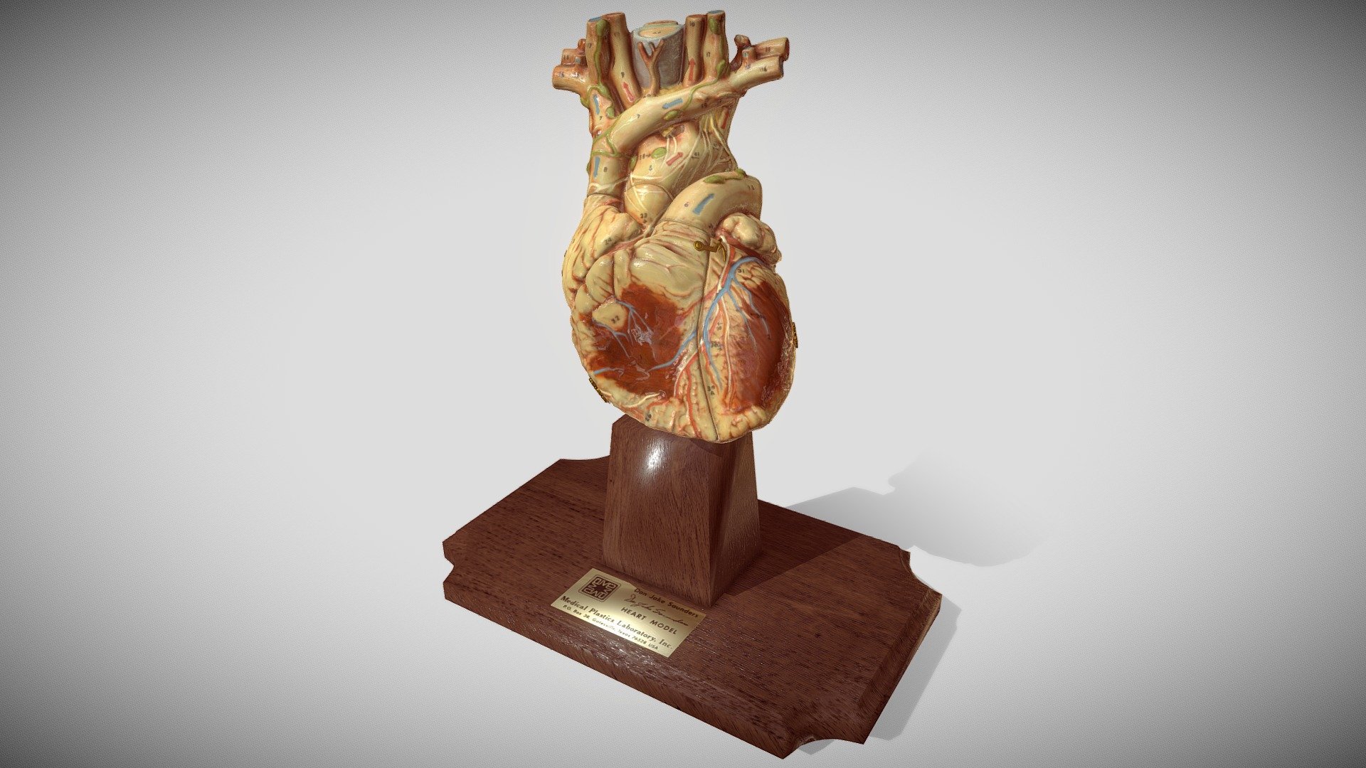 Antique Heart Model for Studying - 3D model by The Center for ...