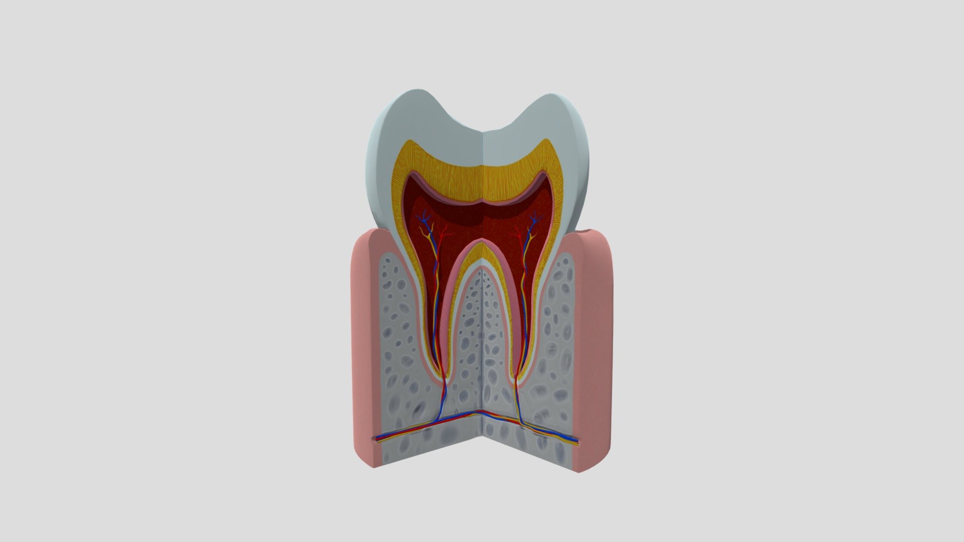Tooth Model - Download Free 3D model by ToothFairy (@carpelsdlanto ...