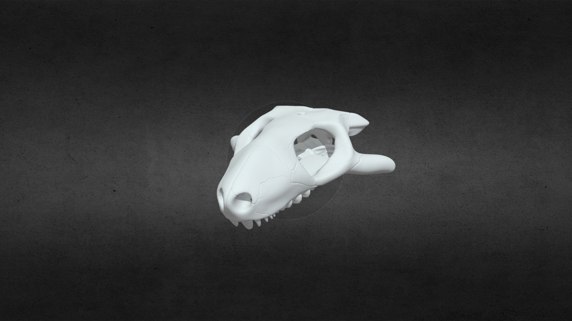 Procolophon Sketchfab Model - 3D model by PaleoZardoz [8abe37c] - Sketchfab
