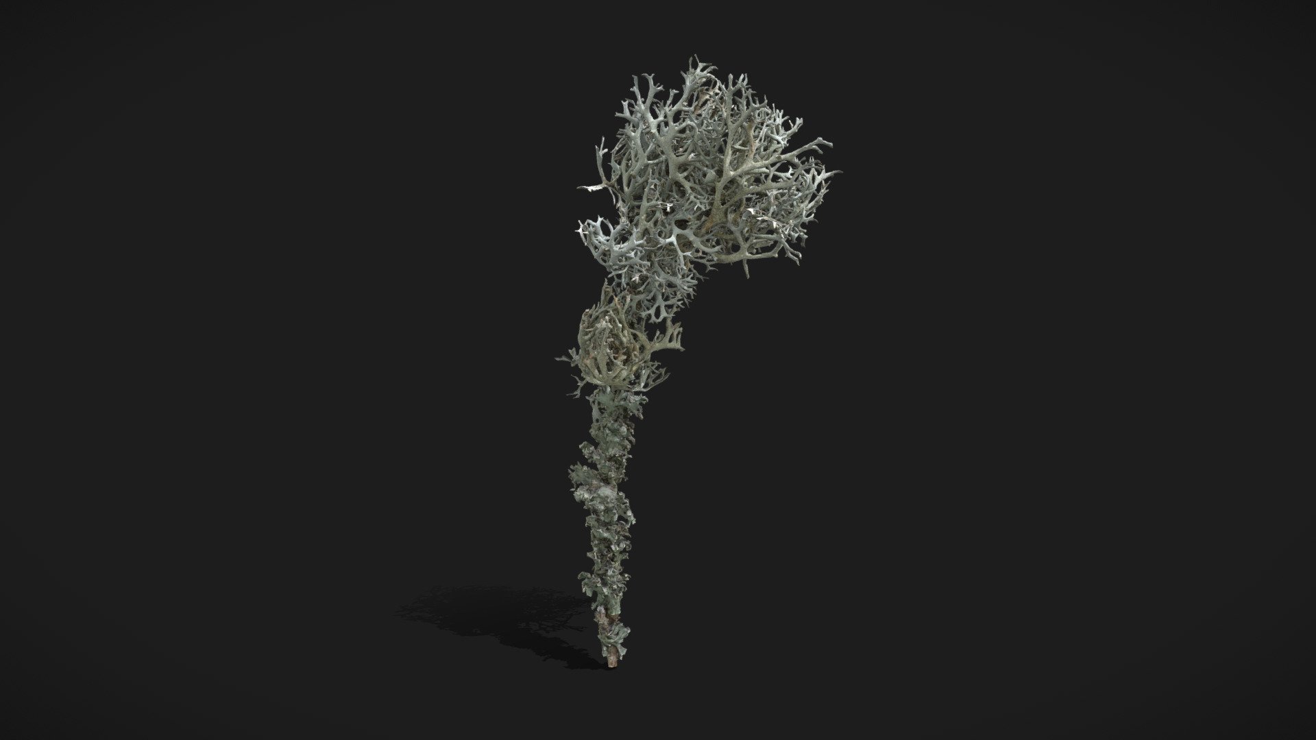 Lichen - 3D model by River & Kin (@Christian.Seifried) [8ac8137 ...