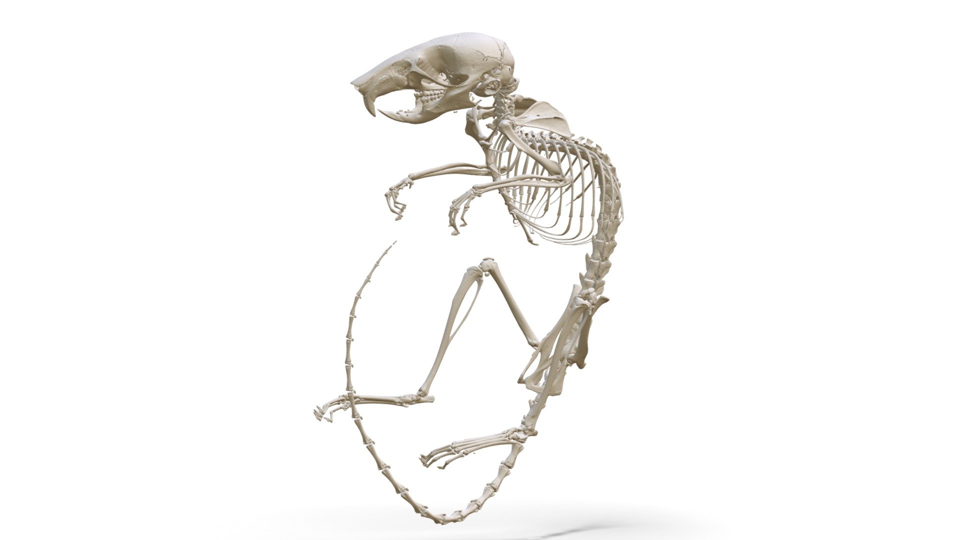 Peromyscus maniculatus (MSB:Mamm:240552) - 3D model by Biodiversity ...