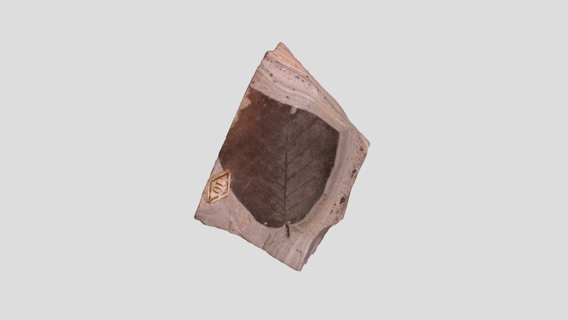 010 - Fossil specimen of Fagus sp. - 3D model by homan_photogrammetry ...