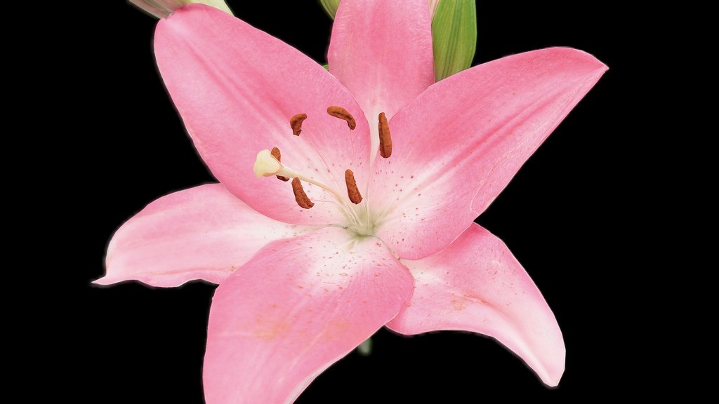 Photogrammetry - Flowers Collection - A 3D model collection by 3D ...
