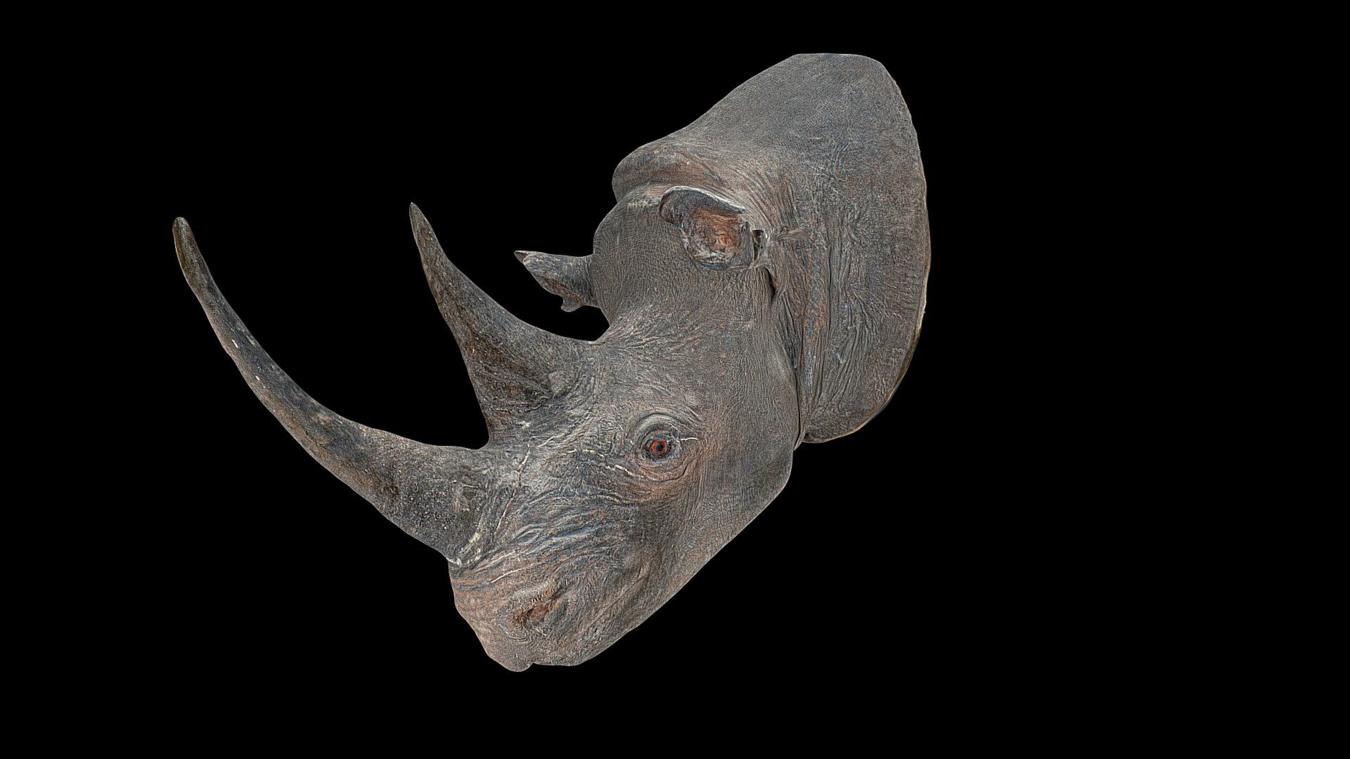 Rhino Head - 3D model by Aquarium-Muséum Universitaire de Liège ...