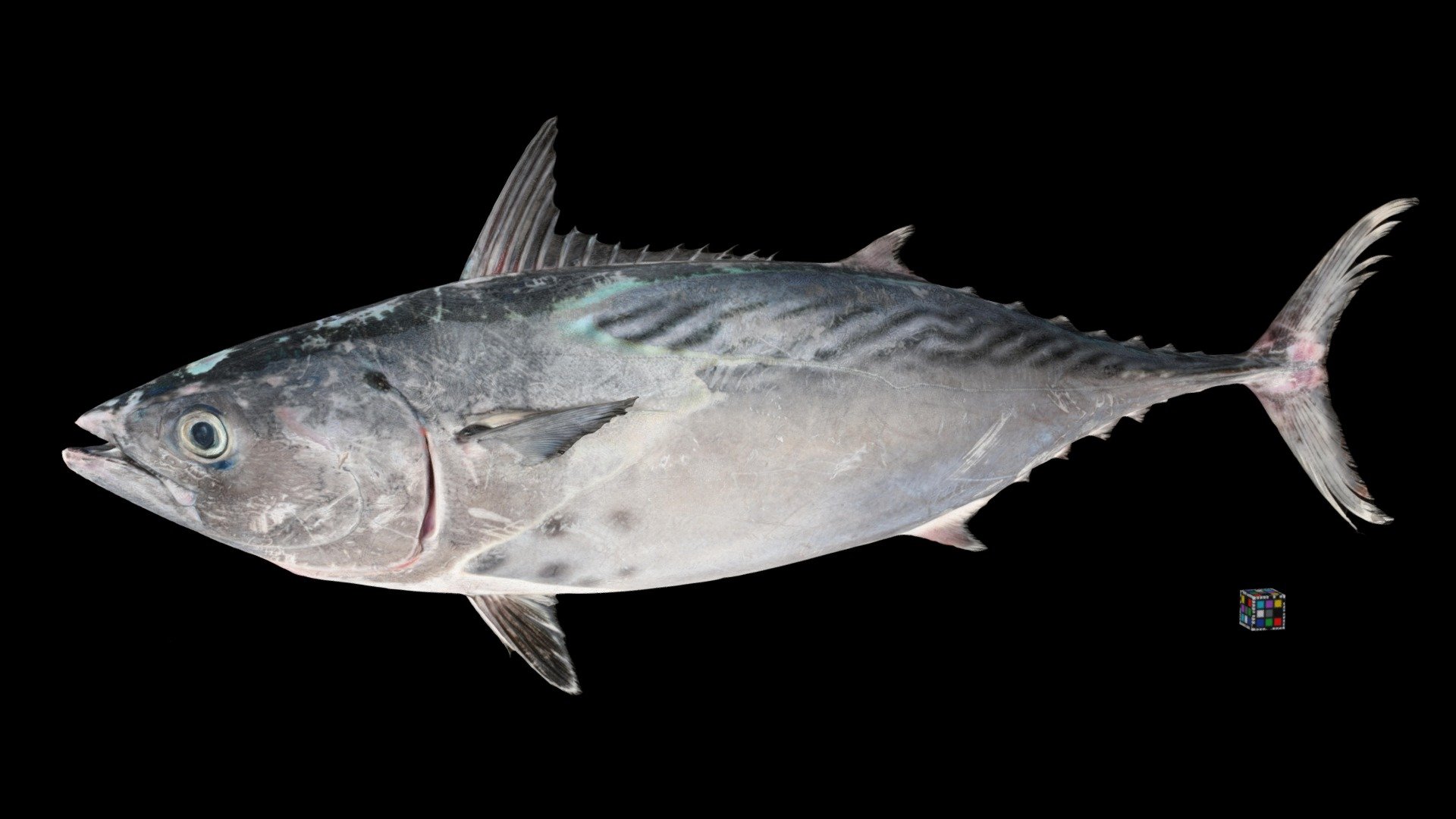 CC0 スマ 🐟 Eastern Little Tuna, Euthynnus affinis - Download Free 3D ...