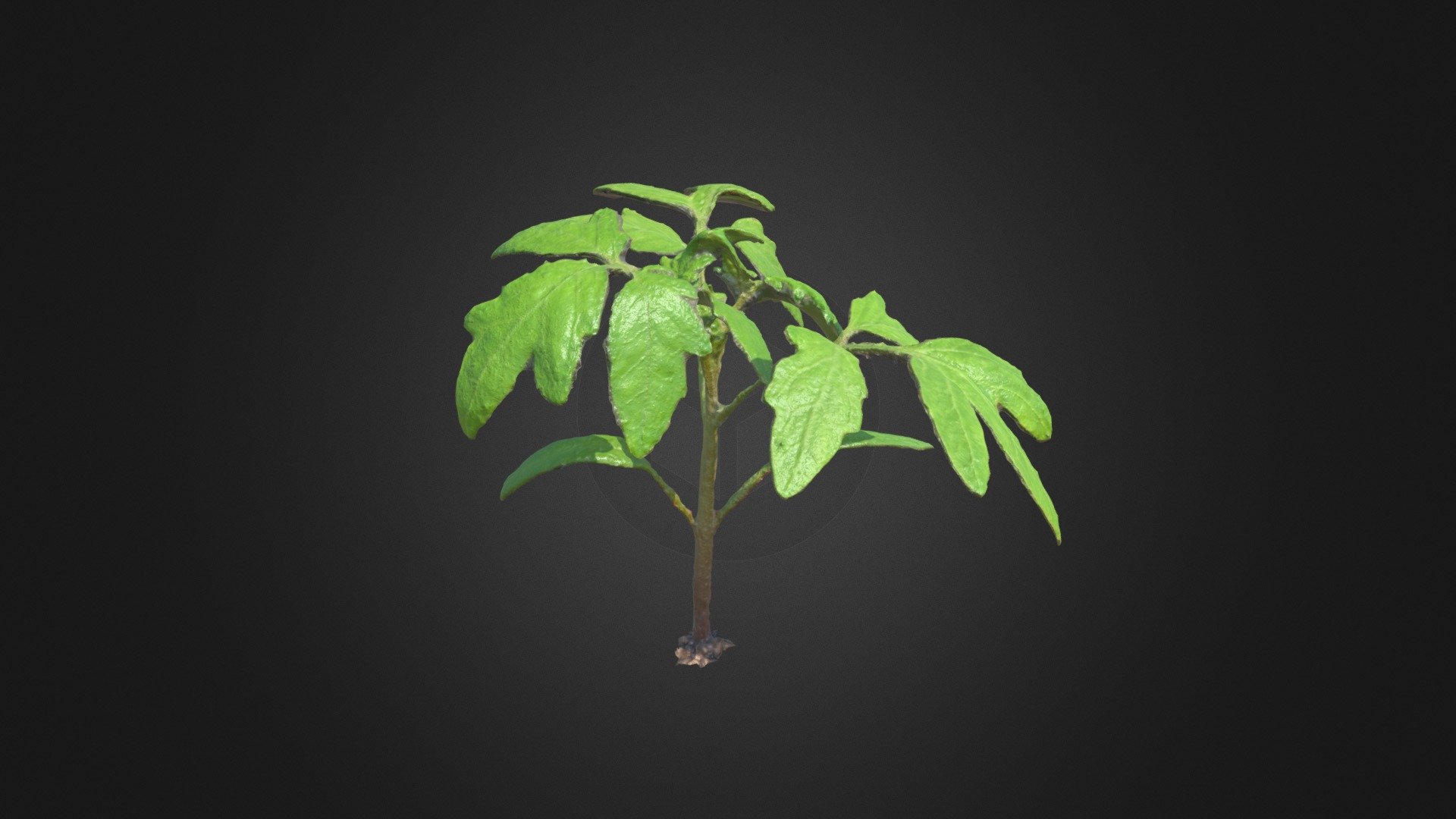 Baby Tomato Plant Scan - 3D model by Marcos Silva (@marcosramone25 ...