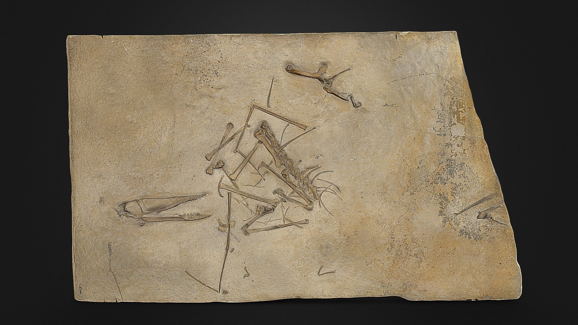1892_IV_1 Germanodactylus cristatus - 3D model by SNSB-BSPG Pterosaur ...