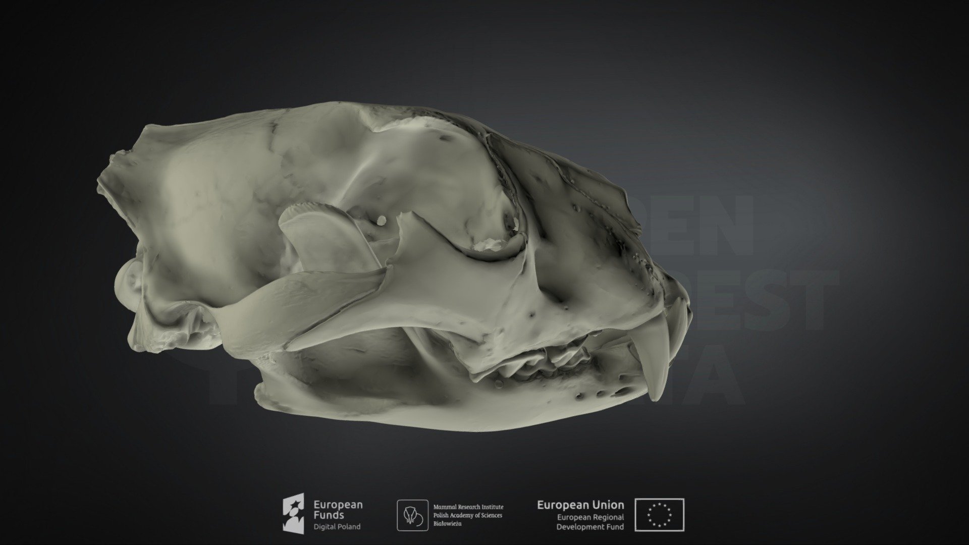 Panthera leo (Lion) (Lew afrykański) - Download Free 3D model by Mammal ...