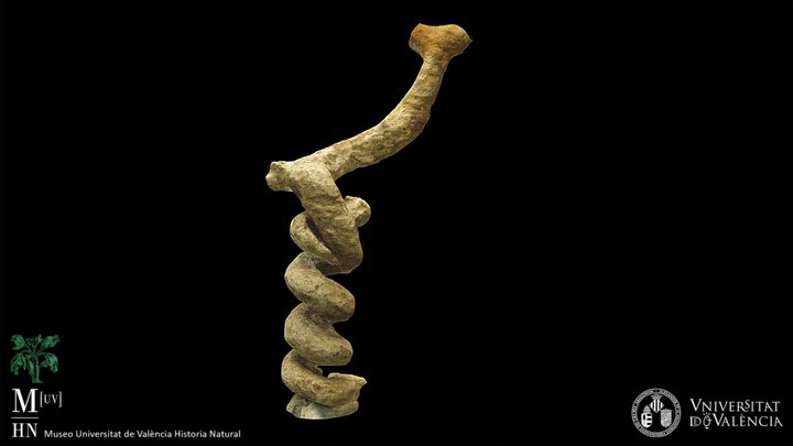 Trace_fossil 3D models - Sketchfab