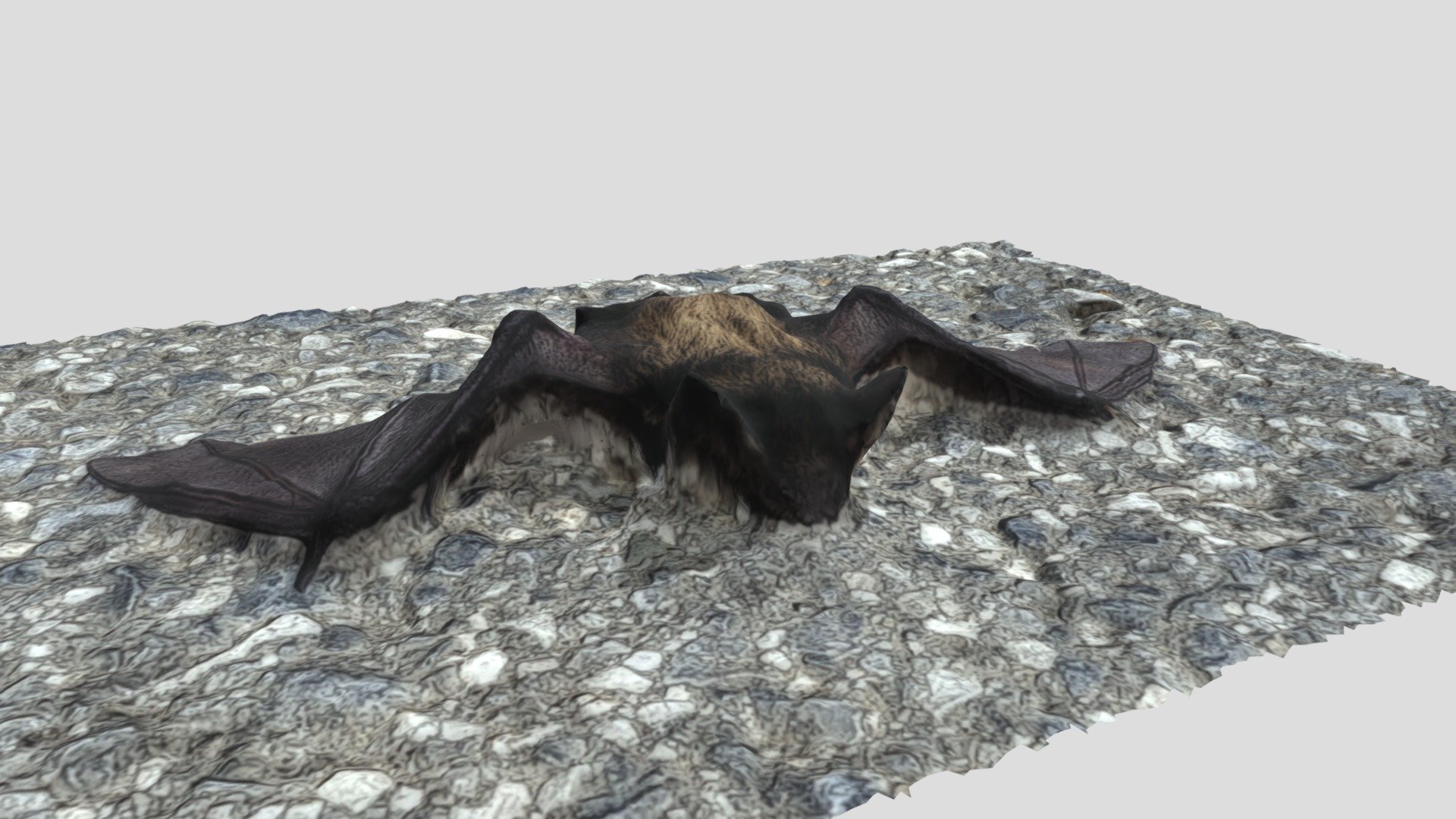 Dead_bat_OBJ - Download Free 3D model by kova484 [8afa61e] - Sketchfab