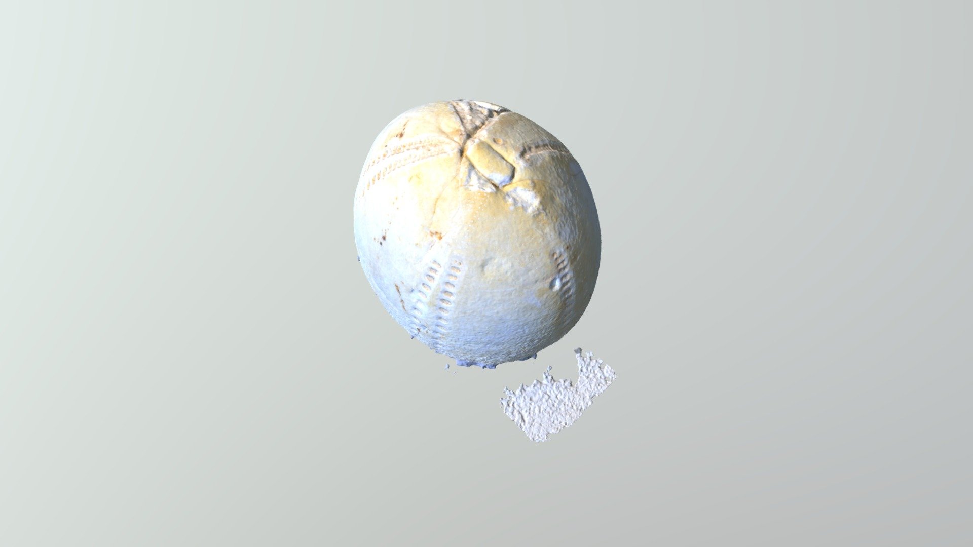 echinoid_01 - 3D model by briand [8afadc9] - Sketchfab