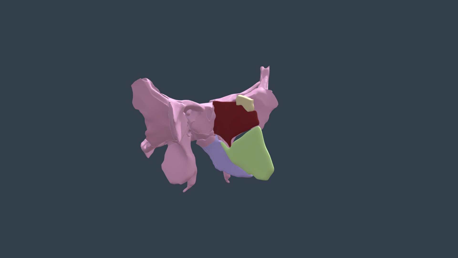 Lame verticale de l'ethmoïde & Vomer - Rapports - 3D model by Labo d ...