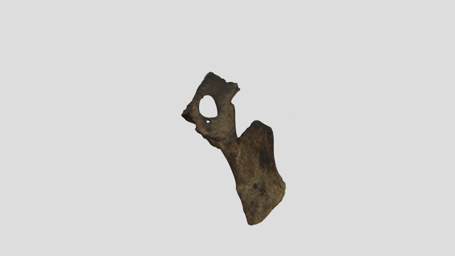 Deer Os Coxae - 3D model by alexbvail [8b012d1] - Sketchfab