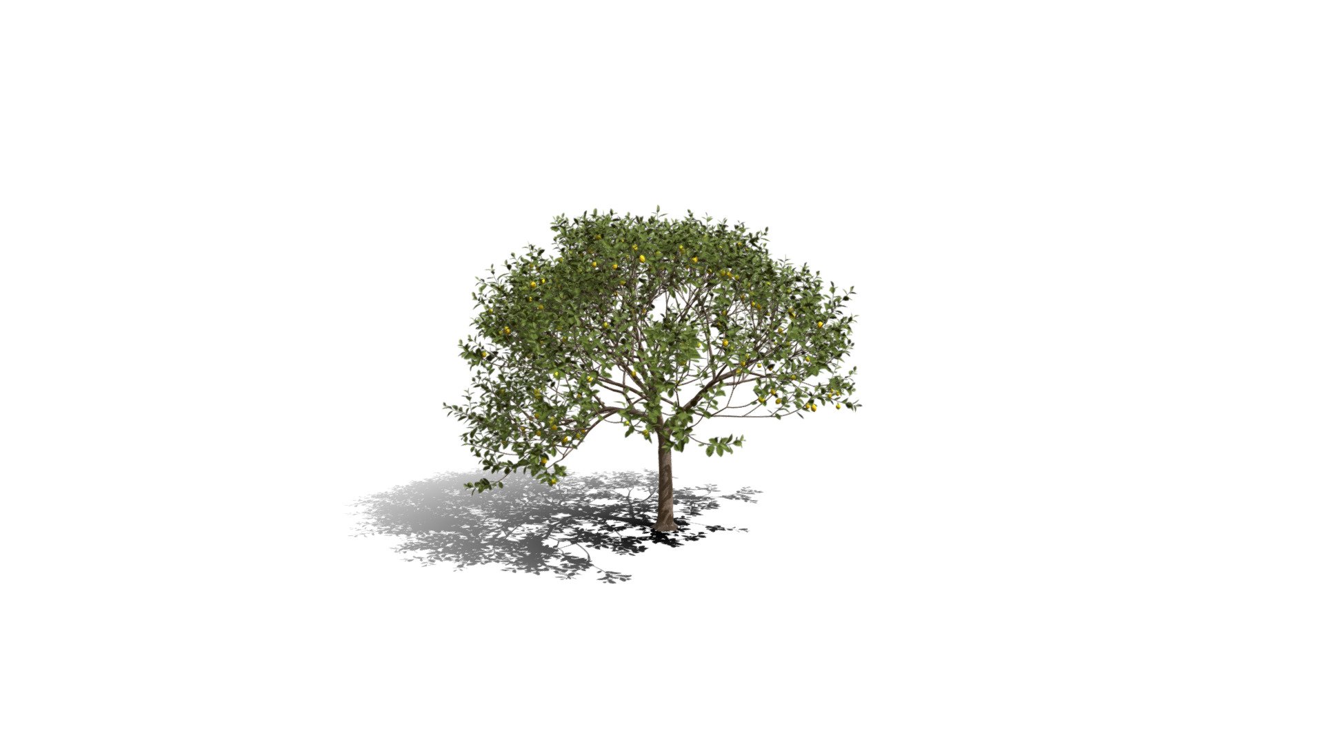 Realistic HD Lemon tree (15/30) - Download Free 3D model by ...