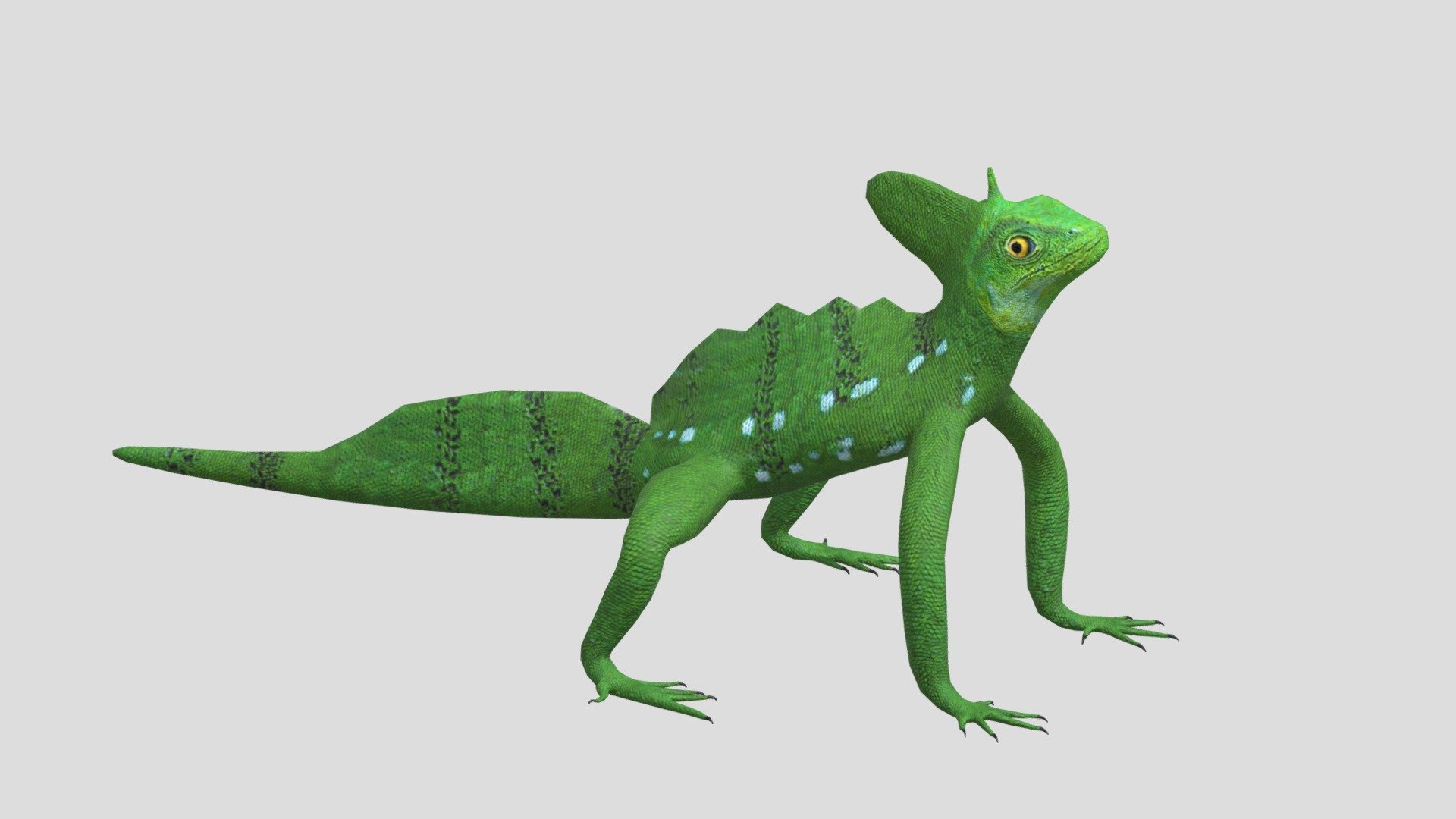 Basilisk Lizard - Buy Royalty Free 3D model by rmilushev [8b084b4 ...