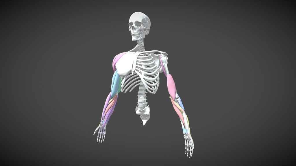 body - A 3D model collection by yi19 - Sketchfab