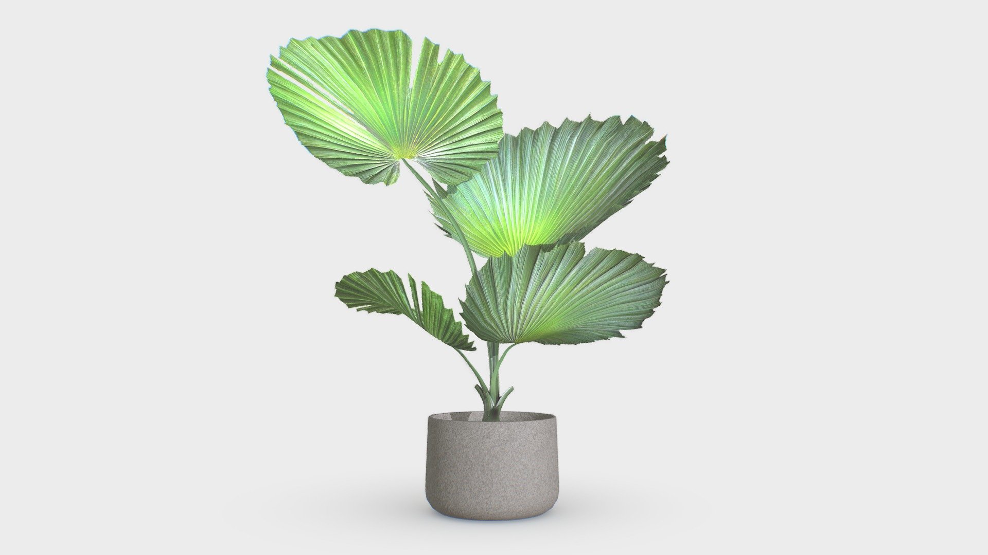 Fan Palm B01 - Buy Royalty Free 3D model by MozzarellaARC [8b10390 ...