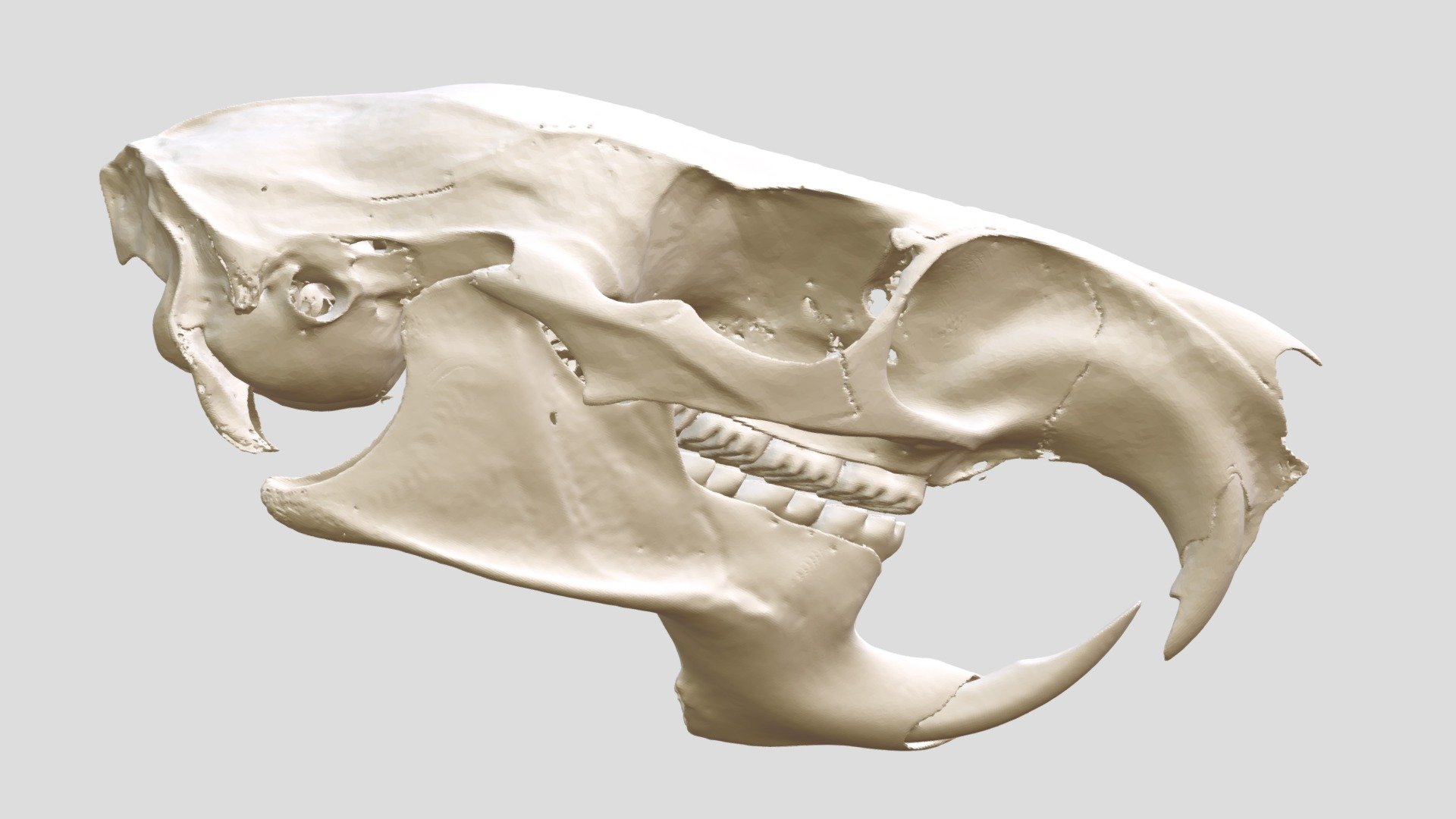 Dactylomys boliviensis (MSB:Mamm:85627) - 3D model by Biodiversity ...