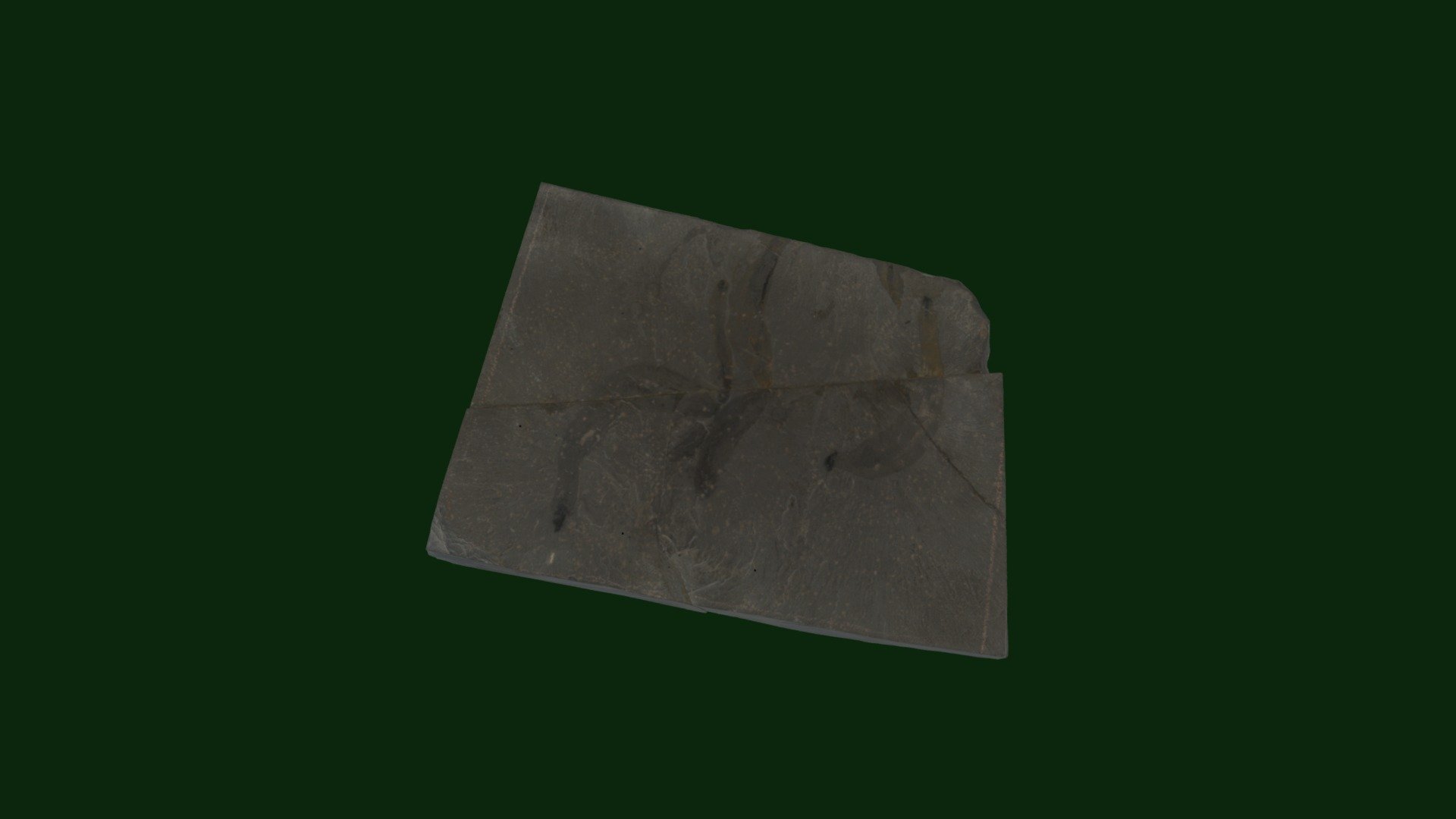 Ottoia Burgess Shale - 3D model by Naturalis [8b18d12] - Sketchfab