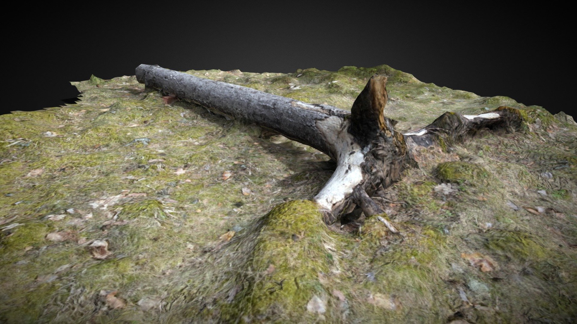 Fallen Spruce Tree - Download Free 3D model by kj3987 [8b1b542] - Sketchfab