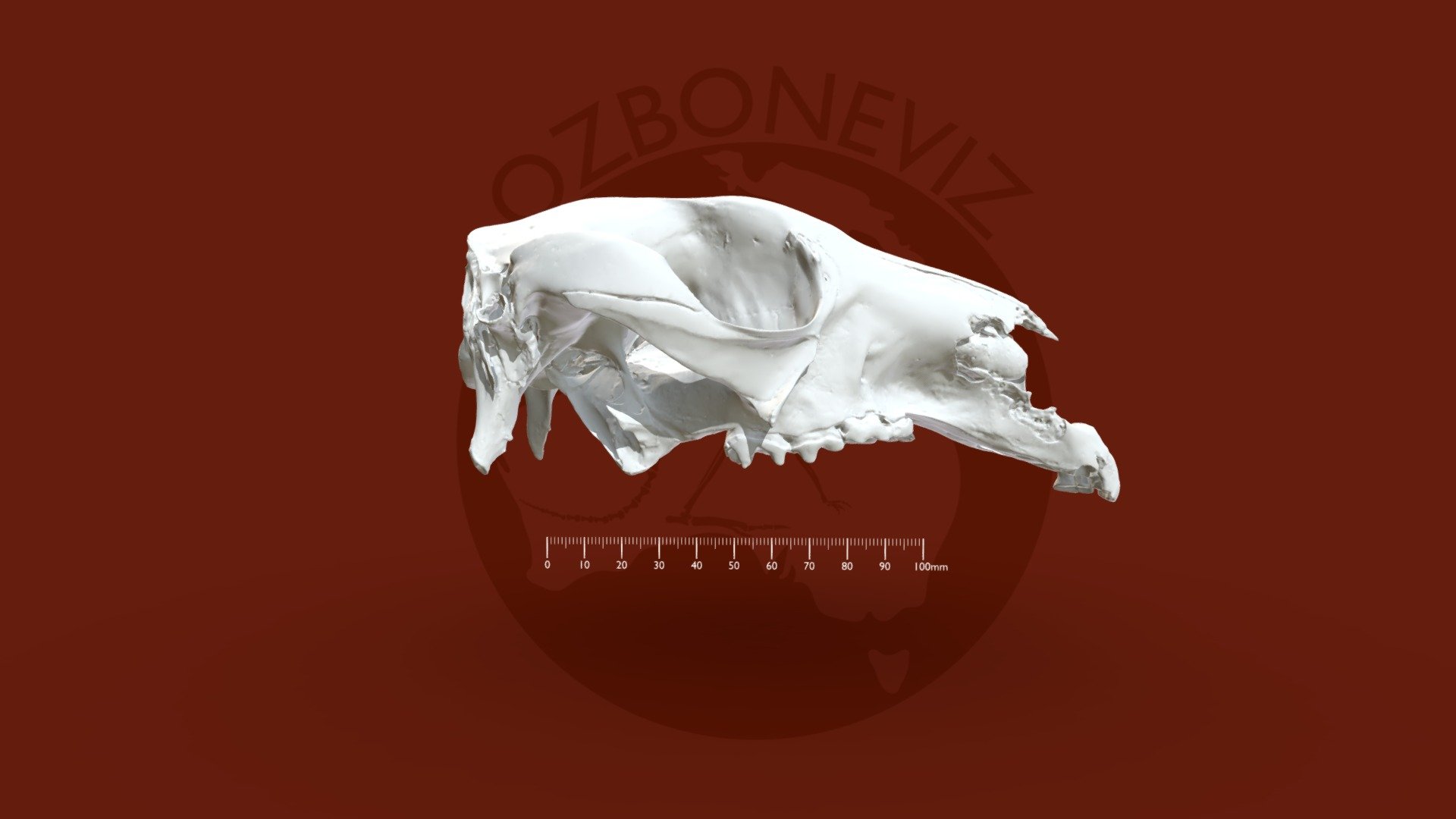 Red kangaroo cranium - 3D model by Ozboneviz [8b24bfe] - Sketchfab