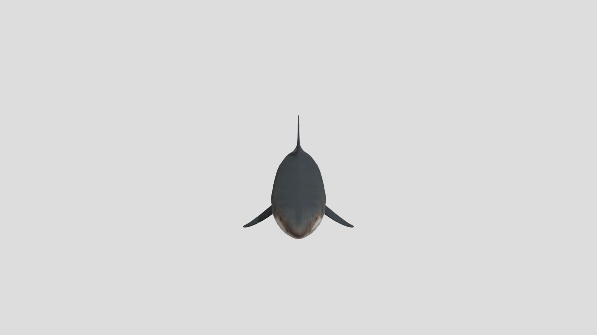 Megalodon - Download Free 3D model by Vandacvi ...