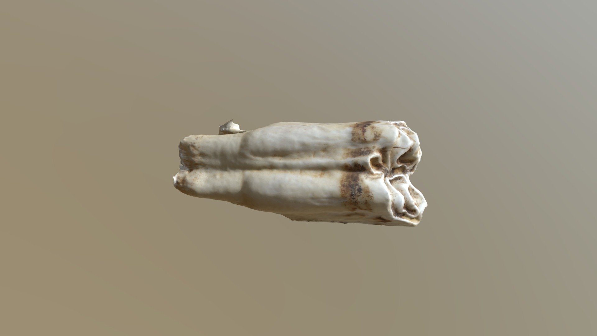 Horse Tooth - Download Free 3D model by Macalester College ...