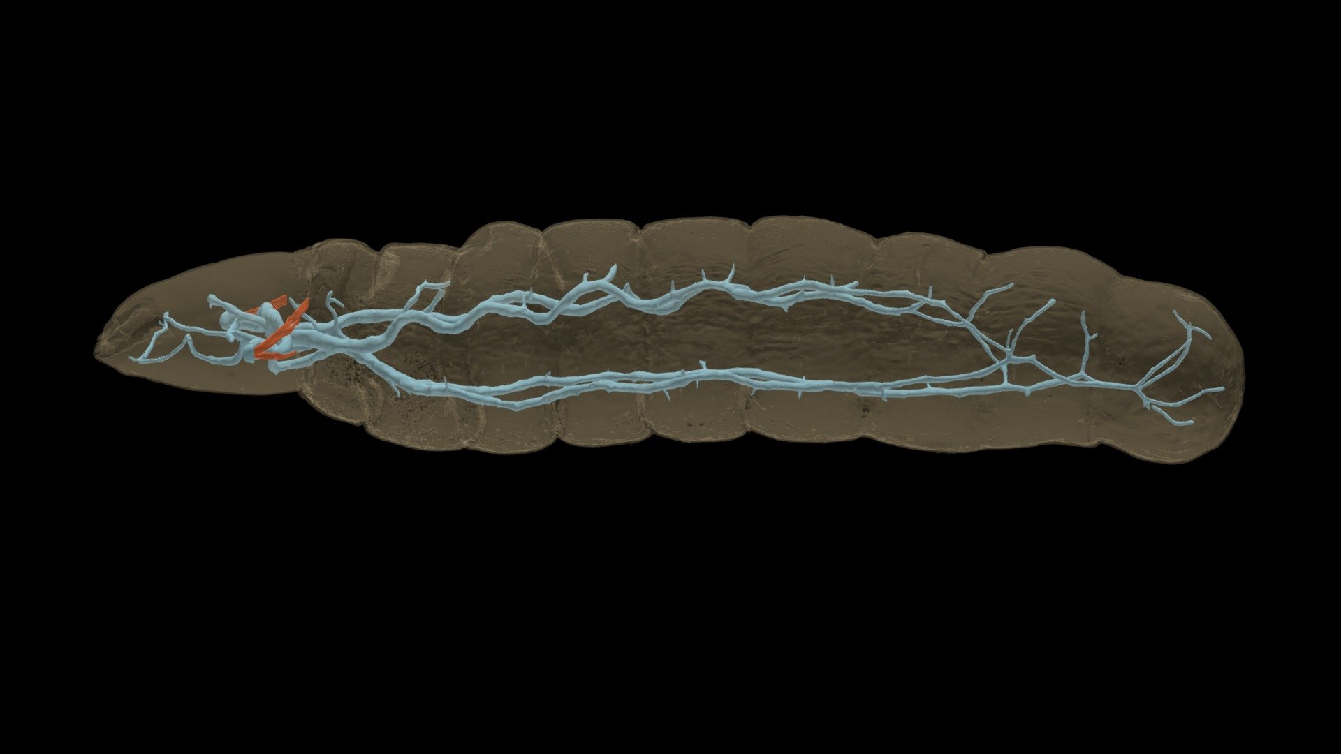 Model 19: Female larva, tracheal system. - 3D model by Entomology Group ...